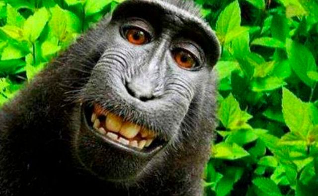 Von Affen und Waffen | YACHTREVUE.at